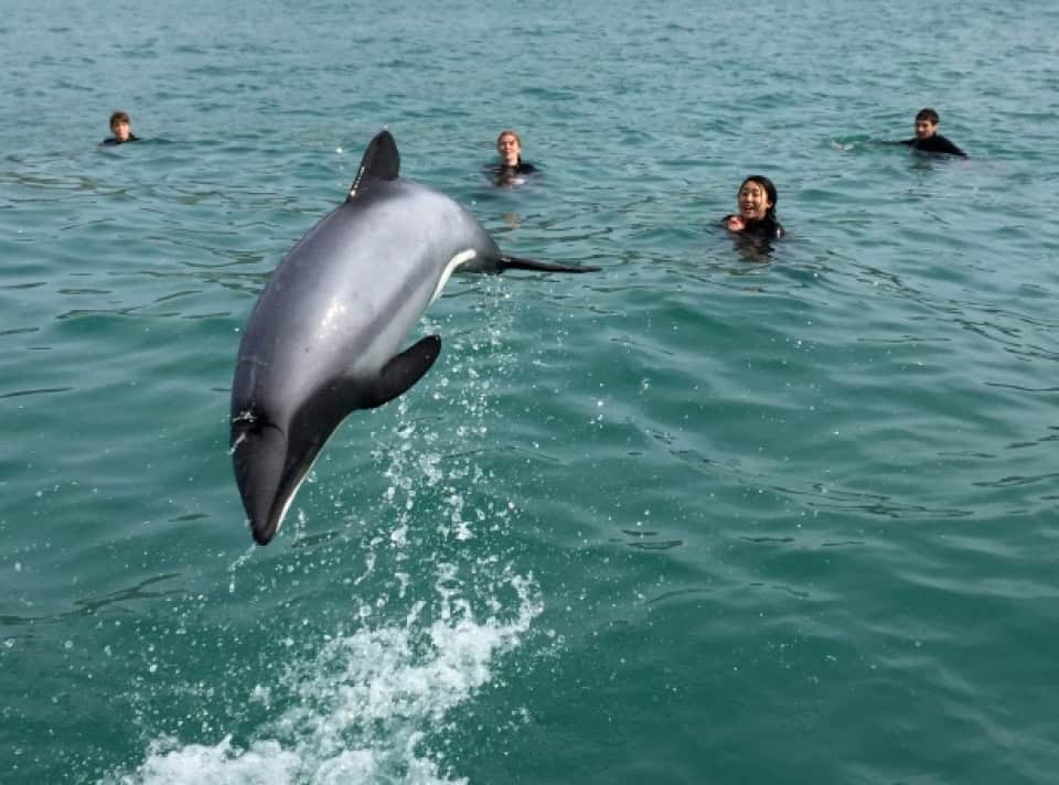 EcoSEAker Akaroa Dolphin Swim & Wildlife Tours.