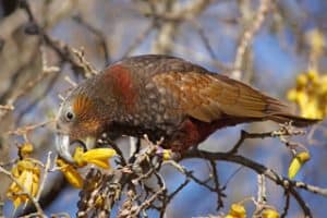 Nature Tours in Marlborough Sounds Motuara Island & Wildlife