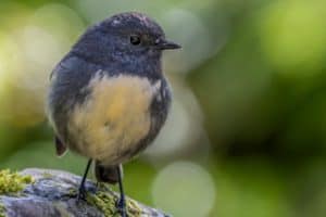 Nature Tours in Marlborough Sounds Motuara Island & Wildlife