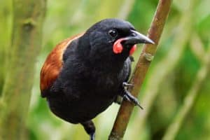 Nature Tours in Marlborough Sounds Motuara Island & Wildlife