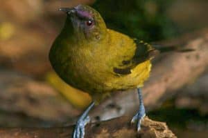 Nature Tours in Marlborough Sounds Motuara Island & Wildlife