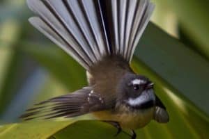 Nature Tours in Marlborough Sounds Motuara Island & Wildlife