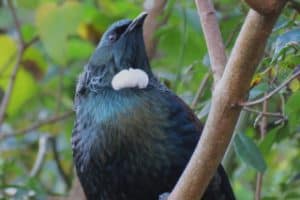 Nature Tours in Marlborough Sounds Motuara Island & Wildlife