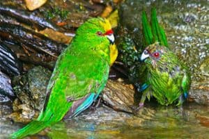 Nature Tours in Marlborough Sounds Motuara Island & Wildlife
