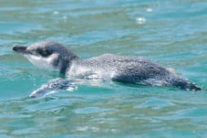Nature Tours in Marlborough Sounds Motuara Island & Wildlife