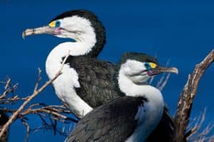 Nature Tours in Marlborough Sounds Motuara Island & Wildlife