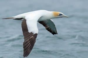 Nature Tours in Marlborough Sounds Motuara Island & Wildlife