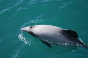 Nature Tours in Marlborough Sounds Motuara Island & Wildlife