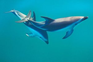 Nature Tours in Marlborough Sounds Motuara Island & Wildlife