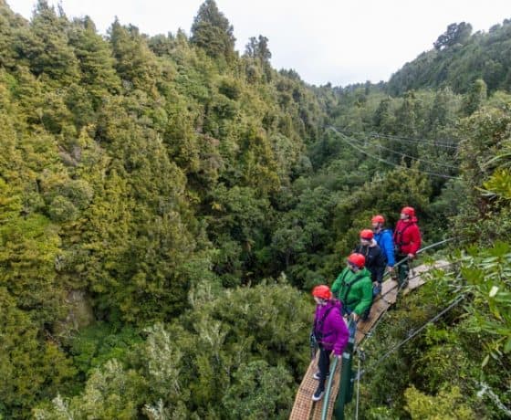Rotorua Zipline Canopy Adventure Eco Forest Tours