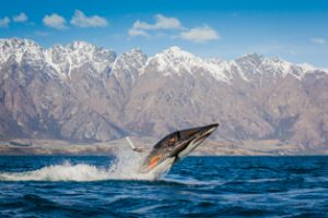 Hydro Attack Queenstown – Semi-Submersible Shark Ride