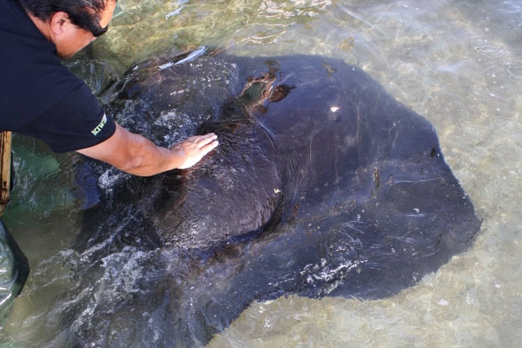 Stingray Tours at Tatapouri Bay, a Gisborne Attraction