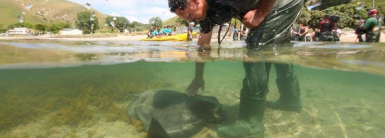 Stingray Tours at Tatapouri Bay, a Gisborne Attraction