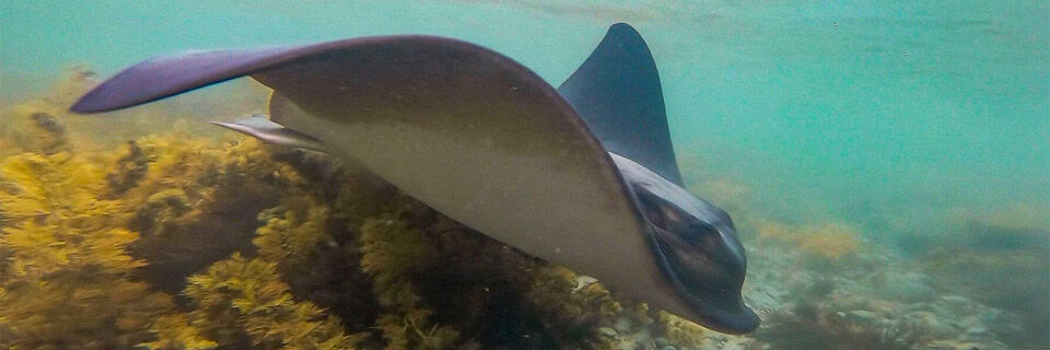 Stingray Tours at Tatapouri Bay, a Gisborne Attraction