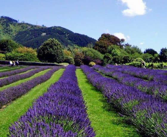 Bridge To Nowhere - Forgotten World Jet Boat Tour