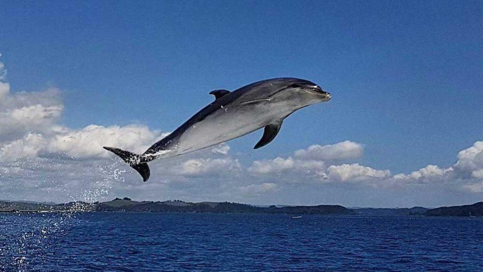 Bay of Islands Dolphin Cruise – Eco Wildlife Tour